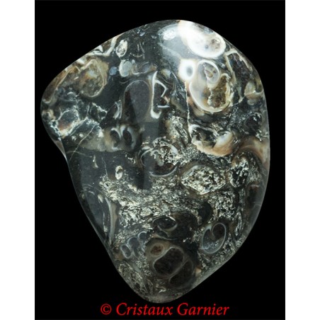 Agate turitelle ou agate fossile